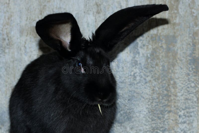 Black Young Rabbit Kept at Home in the Cage. Close Up. Rabbit Breeding ...