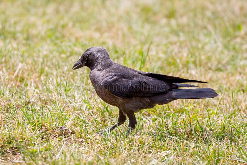 Black Young Raven on the Grass in the Park_ Stock Photo - Image of ...