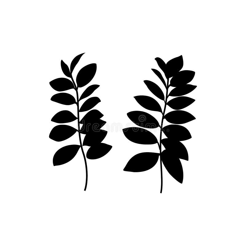 Black Zamia Leaf Silhouette Isolated on White Background. Vector ...
