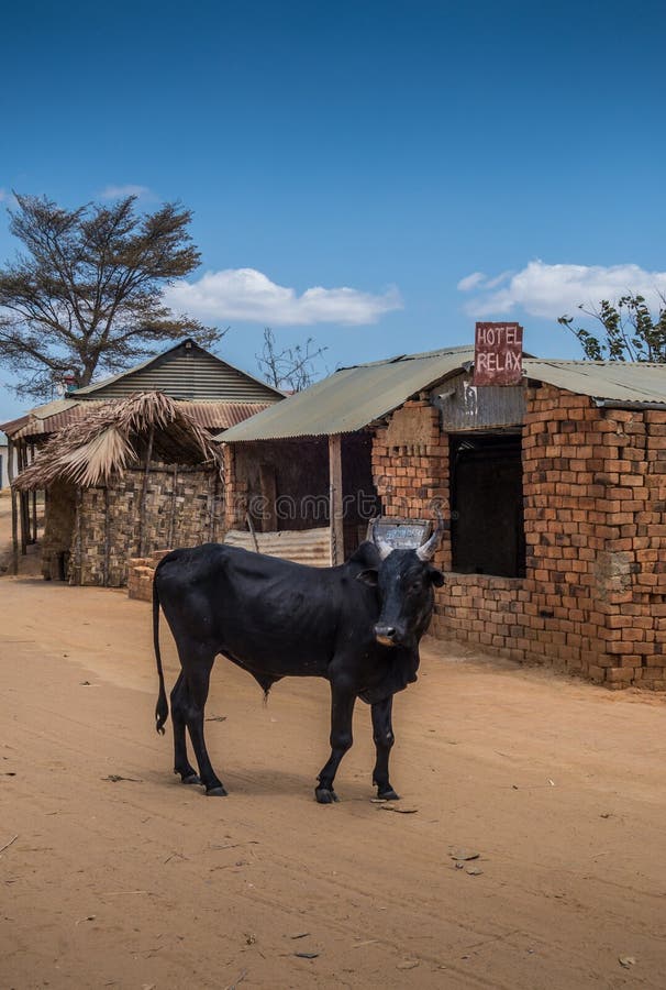 500 Black Zebu Stock Photos - Free & Royalty-Free Stock Photos from ...