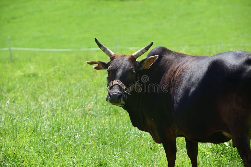 500 Black Zebu Stock Photos - Free & Royalty-Free Stock Photos from ...