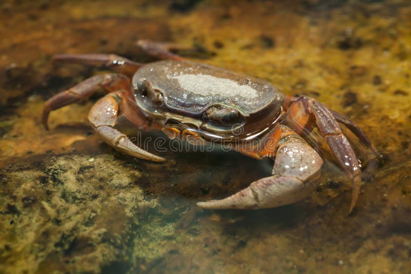 Blackback Land Crab Gecarcinus Lateralis Stock Image - Image of ...