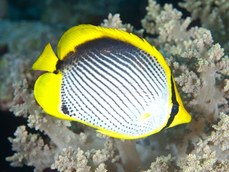 Black-backed butterflyfish stock image. Image of underwater - 148373