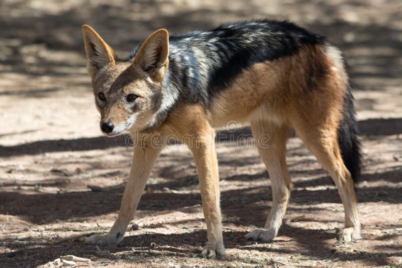 Blackbacked jackal stock photo. Image of desert, backed - 59688102