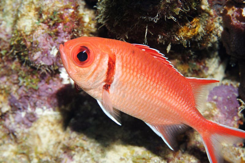 Blackbar Soldierfish stock photo. Image of ocean, water - 4014084