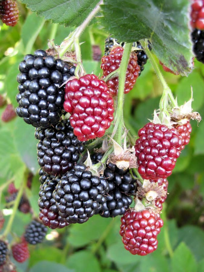 Blackberries stock image. Image of summer, blackberries - 11326713