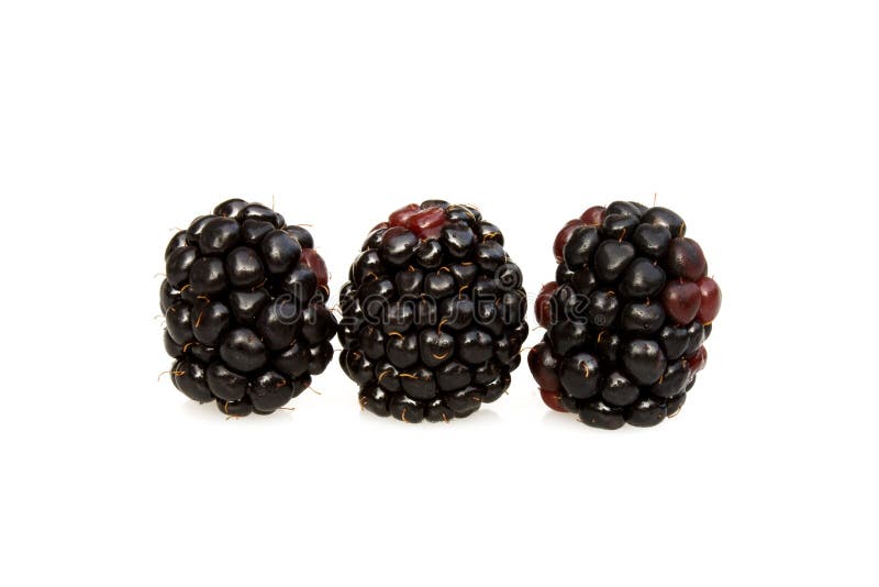 Blackberries stock photo. Image of healthy, bramble, purple - 14325768