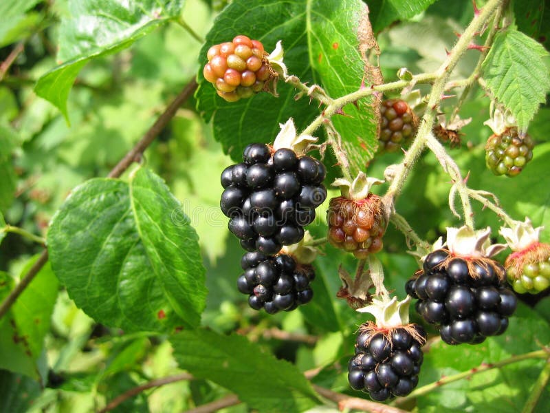Blackberries Picture. Image: 445076