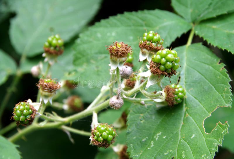 Blackberries in the Beginning Stage at the Bush Stock Photo - Image of ...