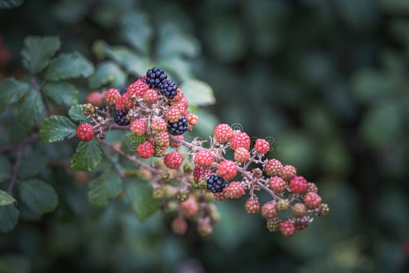 Blackberries on a Bramble Bush Stock Photo - Image of fruits, diet ...