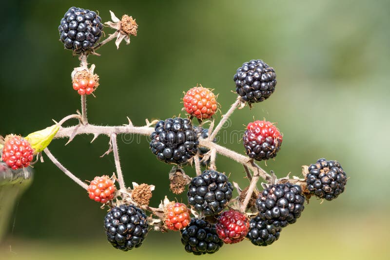 Blackberries stock image. Image of fruit, fruticosus - 231029131