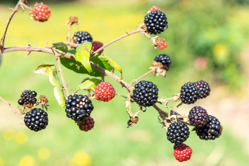 Blackberries stock image. Image of blackberry, healthy - 231029349