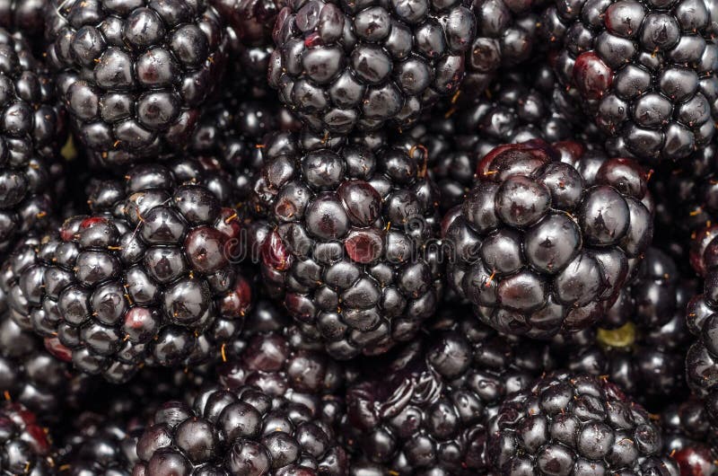 Blackberries Close Up stock image. Image of lots, macro - 32646993