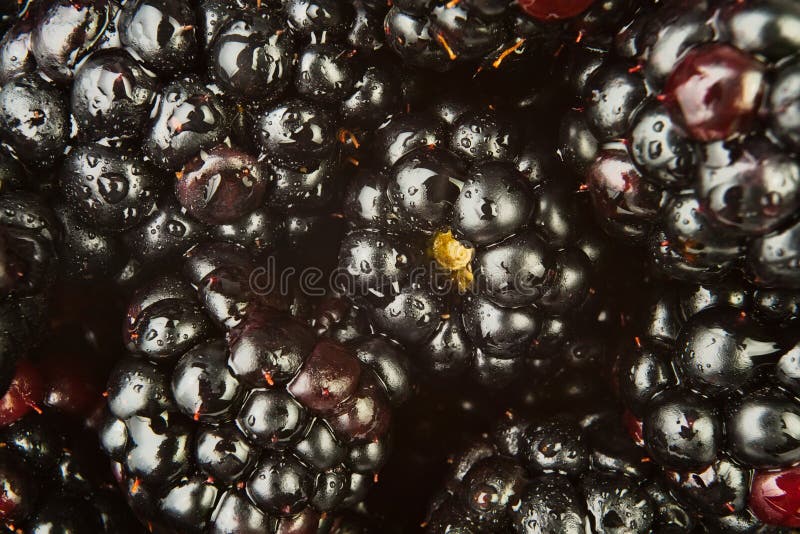 Blackberries closeup stock image. Image of black, macro - 26063349