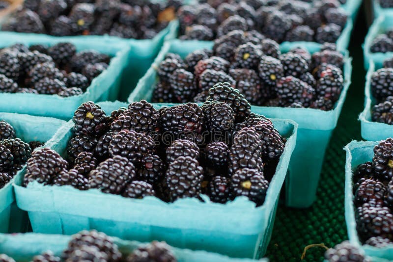 Blackberries stock image. Image of grocery, farming, nature - 94257677