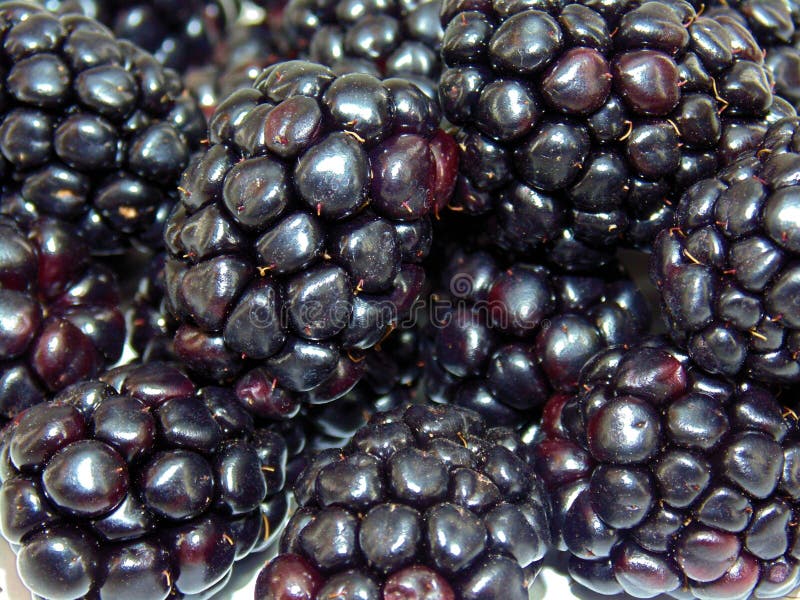 Blackberries stock photo. Image of group, kitchen, forest - 36404376