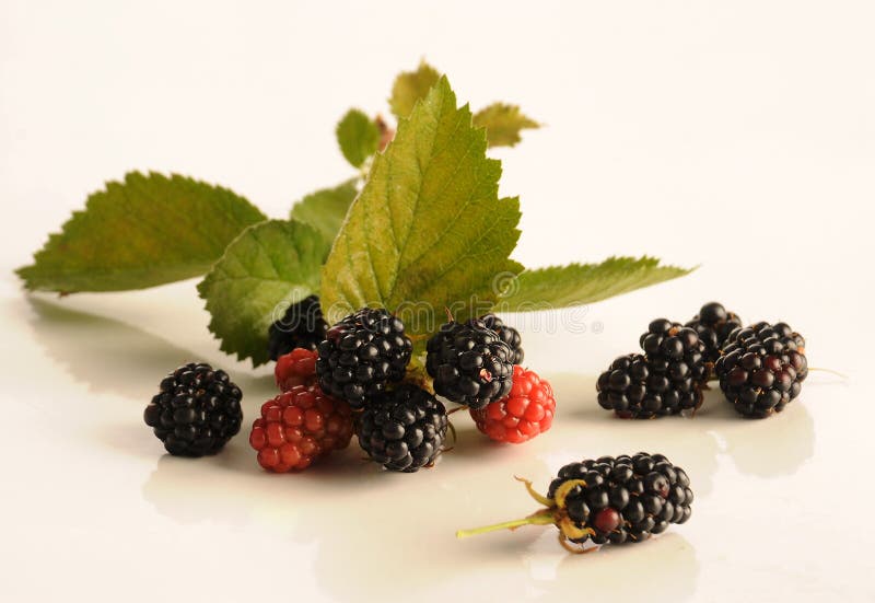 Blackberries stock image. Image of garden, fruit, leaf - 60343669