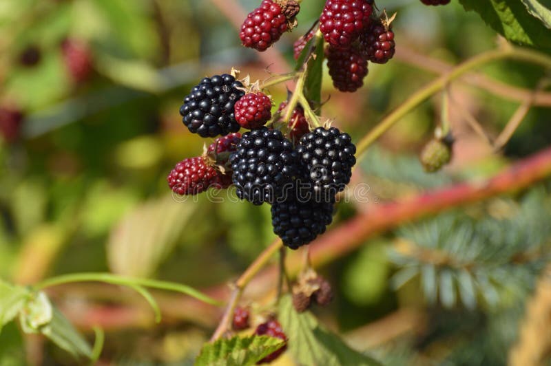 Blackberries stock image. Image of boysenberry, fruit - 59791445