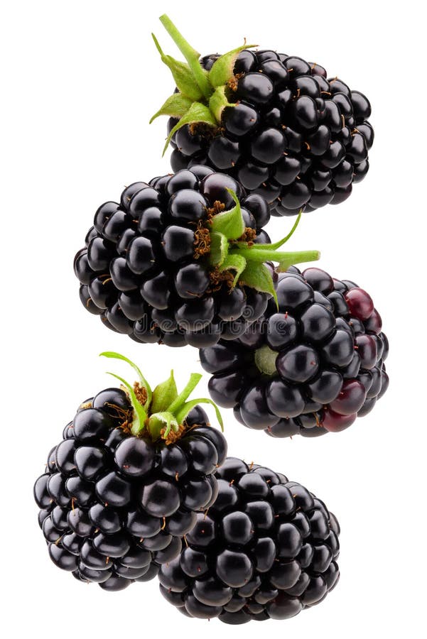 Blackberries Isolated on White Background. Mure Stock Photo - Image of ...