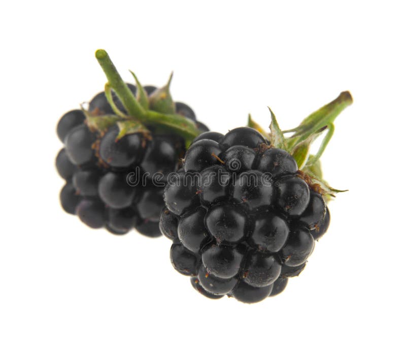 Blackberries Isolated on White Background Stock Photo - Image of juicy ...