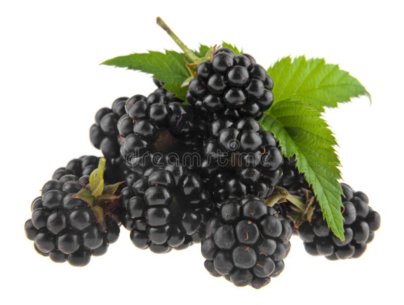 Blackberries Isolated on White Background Stock Image - Image of ...