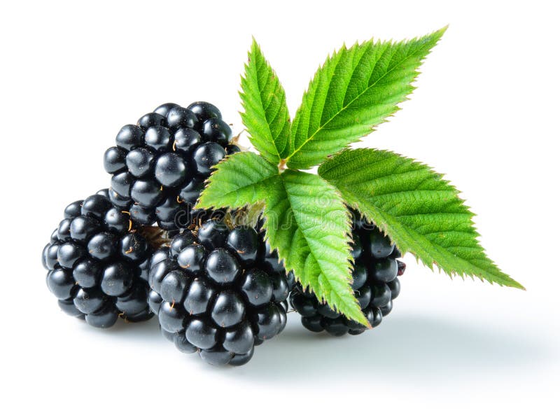 Blackberries Isolated on White Background. Mure Stock Photo - Image of ...