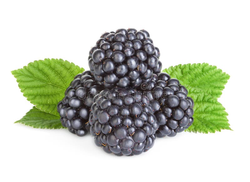 Blackberries Isolated on White Stock Photo - Image of gourmet, black ...