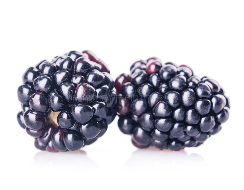 Blackberries stock photo. Image of leaves, freshness - 50601294