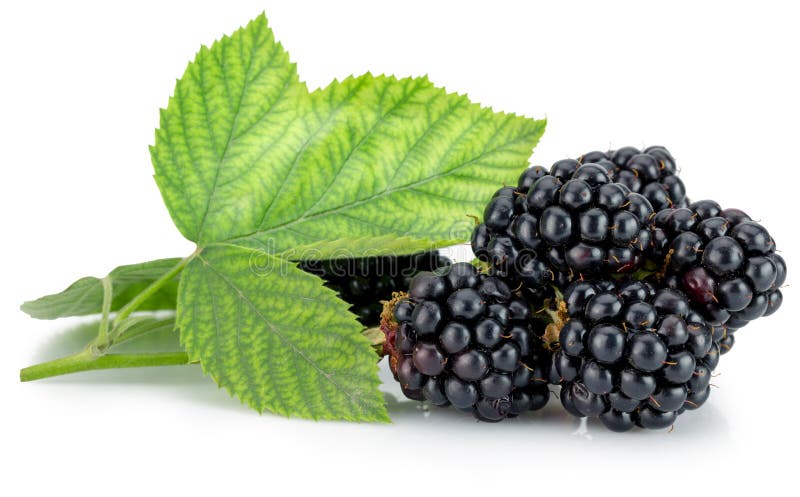 Blackberries Isolated on the White Background Stock Image - Image of ...