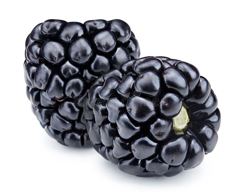 Blackberries Isolated on White Background. Mure Stock Photo - Image of ...