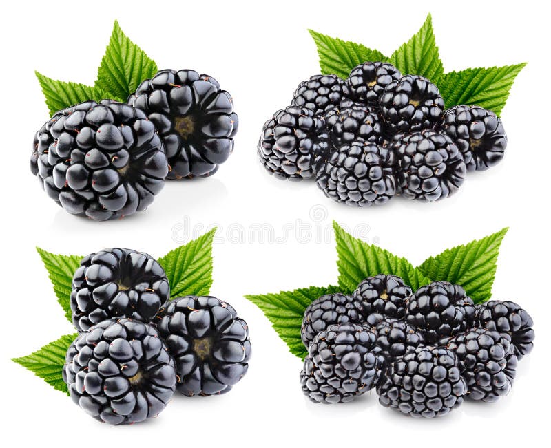 Blackberries Isolated on White Stock Photo - Image of healthy, fresh ...