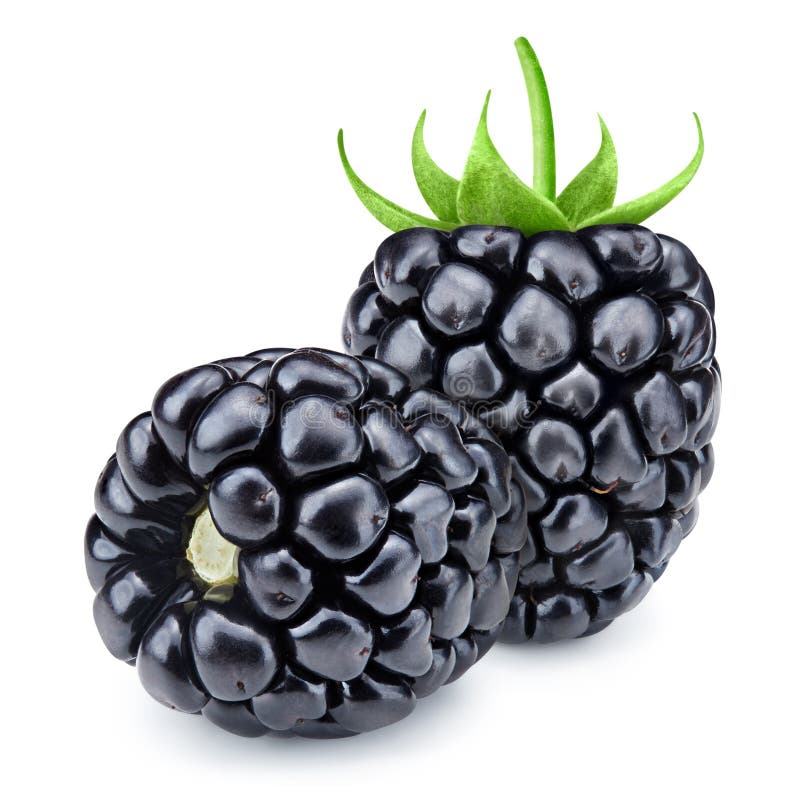Blackberries Isolated on White Background. Mure Stock Photo - Image of ...