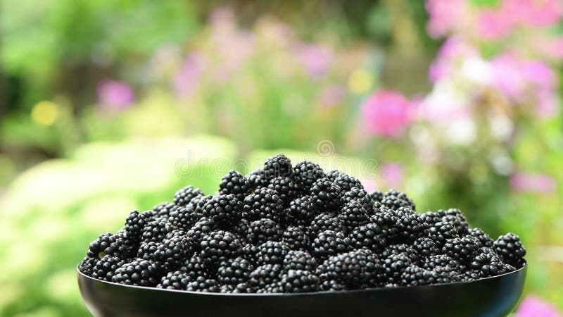 Blackberries on a Plate. Side View. Loop Motion. Rotation 360 Stock Video - Video of harvest ...