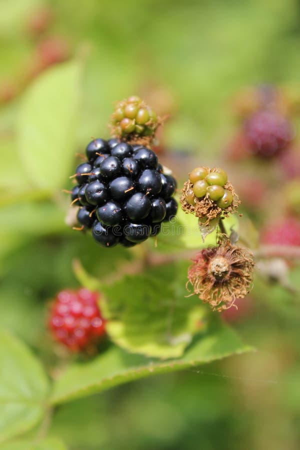 Blackberries portrait stock photo. Image of leaves, nature - 26136314