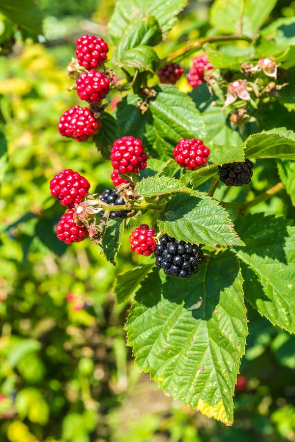 Blackberries Ripening On The Vine Stock Image - Image of delicious ...