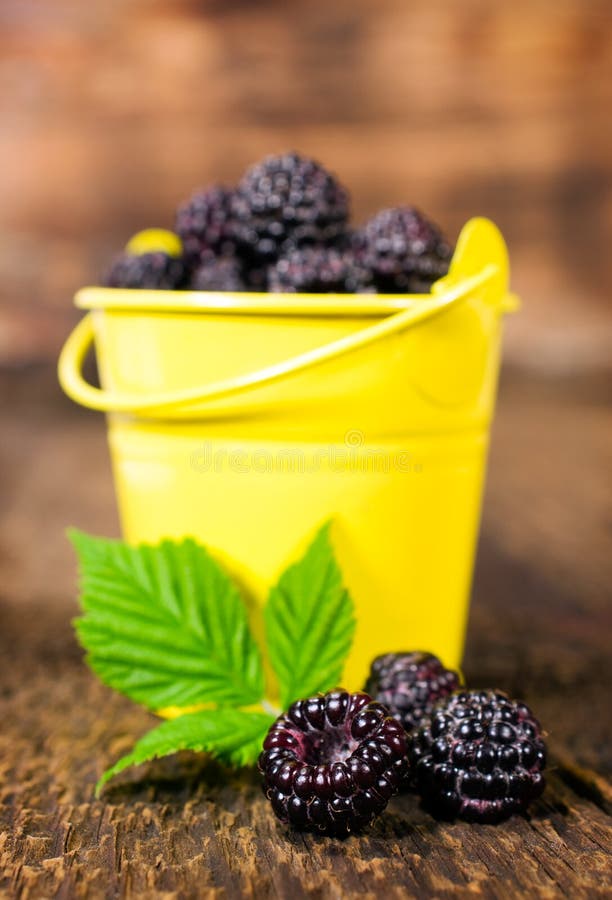 Blackberries in a Small Bucket Stock Image - Image of closeup ...