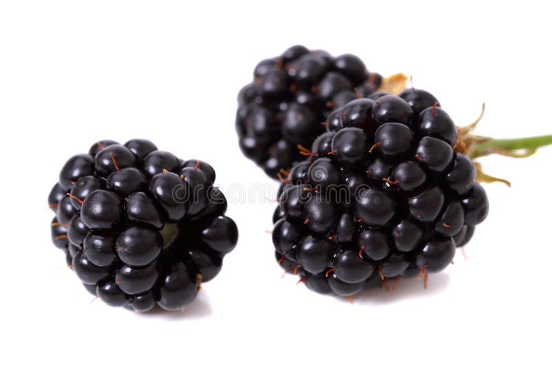 Blackberries stock image. Image of winter, blackberries - 16382925