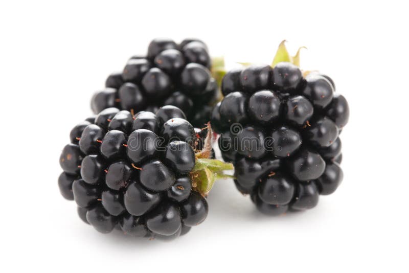 Blackberries on White Background Stock Photo - Image of healthy, garden ...