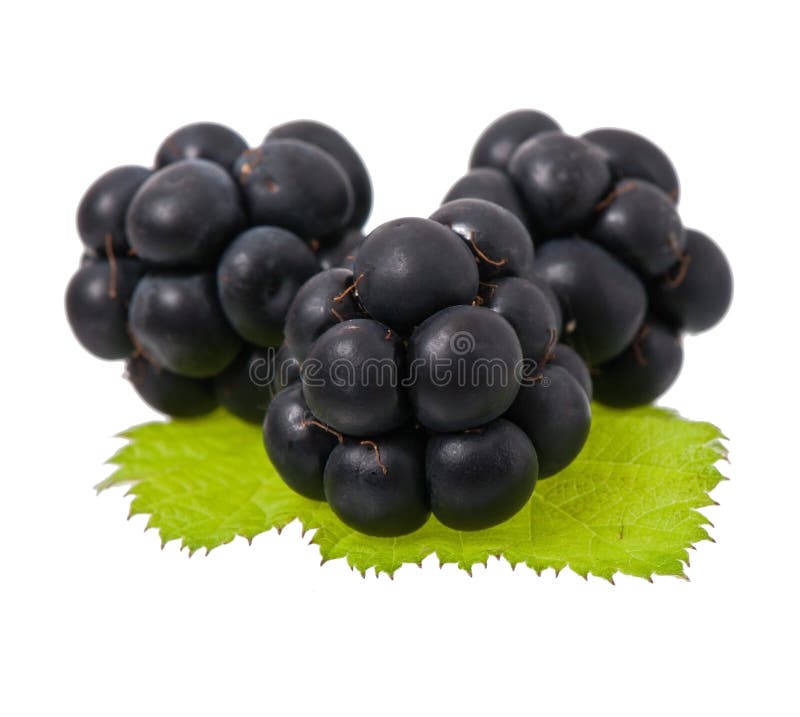 Blackberries stock photo. Image of raspberry, healthy - 32771460