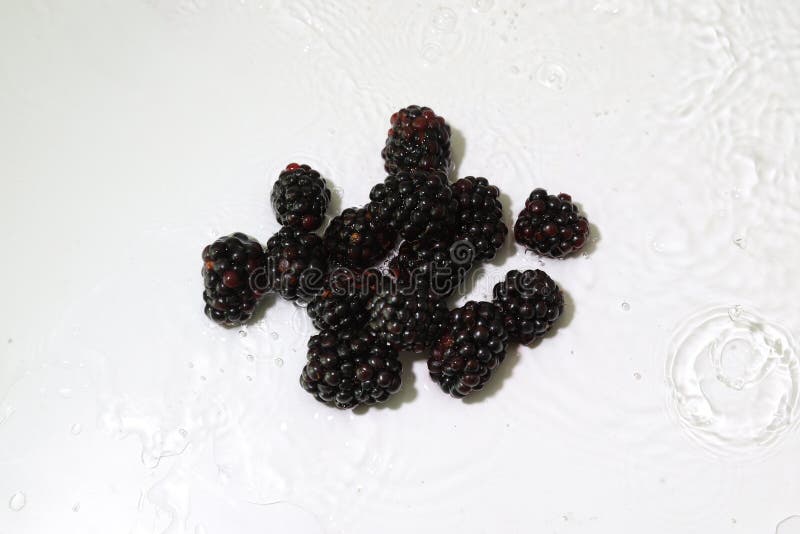Blackberries in a White Background Stock Image - Image of healthy ...