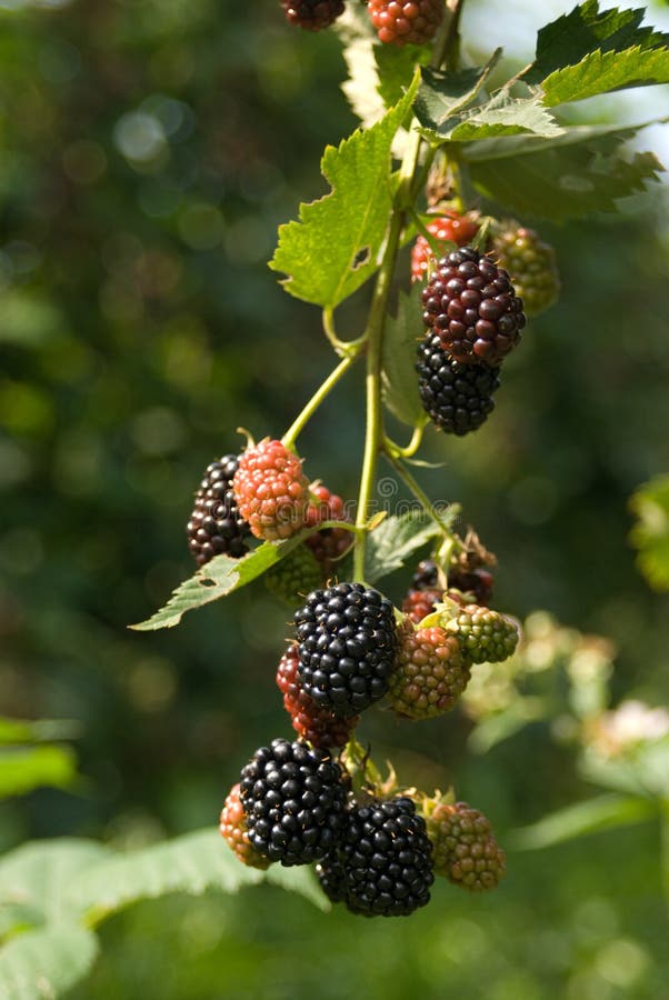 Blackberry fruit in nature stock image. Image of fruity - 6012759
