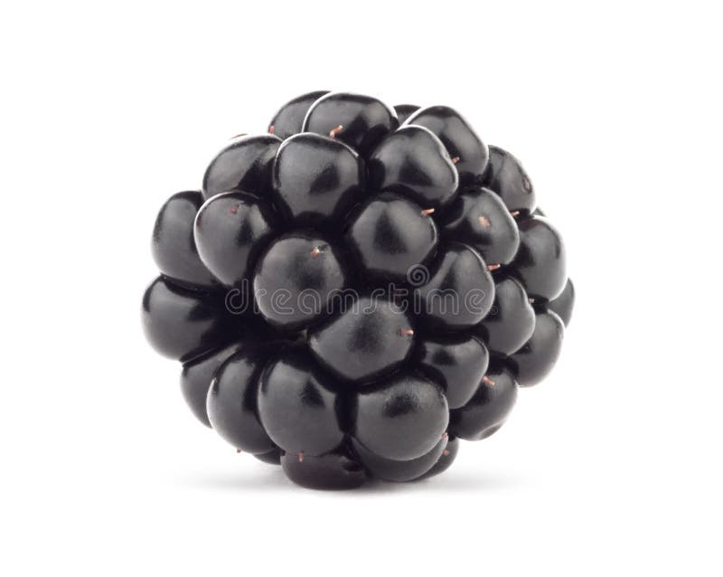 Blackberry isolated stock photo. Image of black, fruit - 16397854