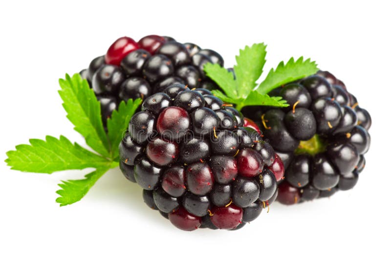 Blackberry stock image. Image of white, healthy, dessert - 15512685