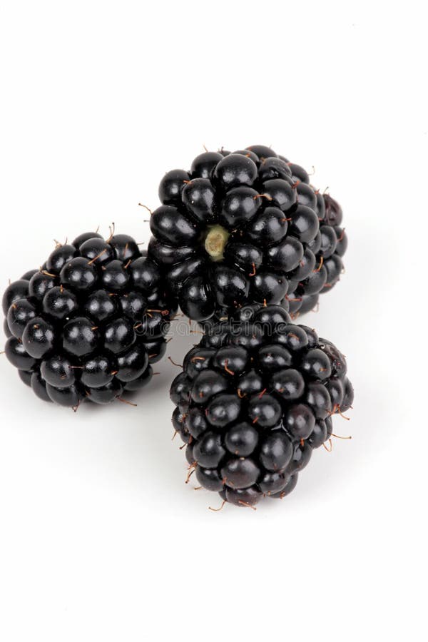 Blackberry stock image. Image of fruit, sweet, organic - 26149311