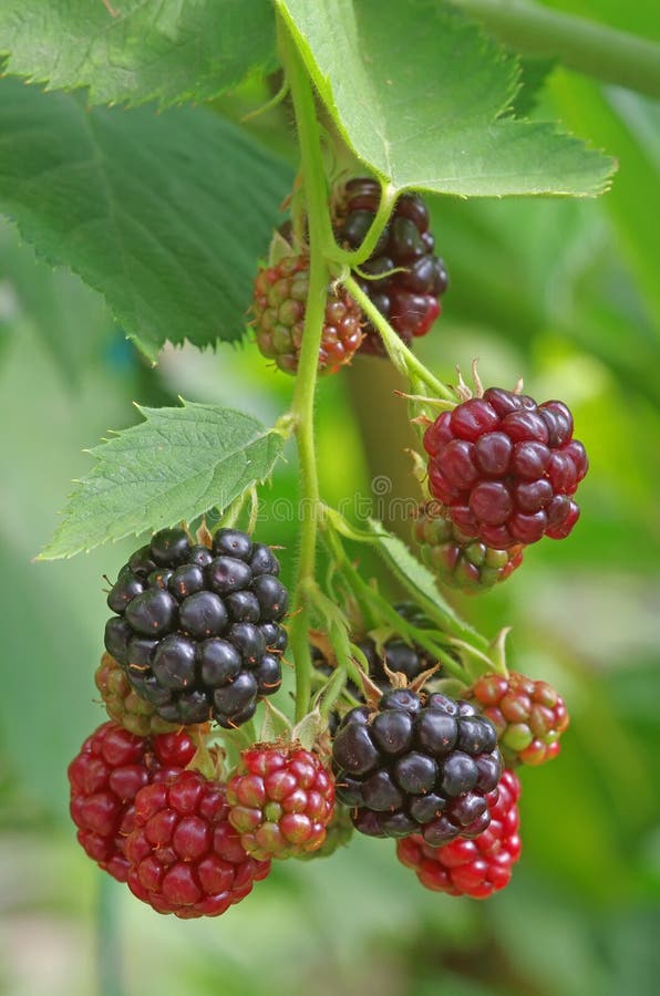 Blackberry fruit in nature stock image. Image of fruity - 6012759