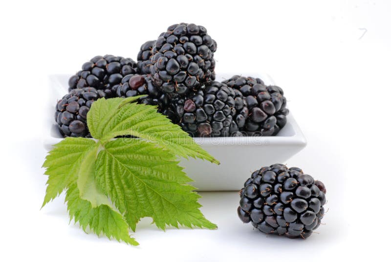 Blackberry stock image. Image of healthy, blackberry, blackberries ...