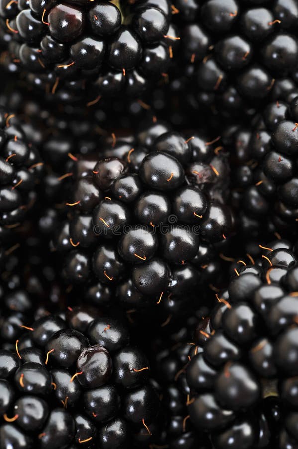Blackberry stock image. Image of berry, ripe, sweet, gourmet - 9545735