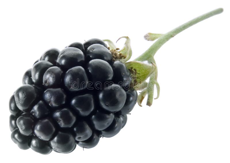 Blackberry isolated stock photo. Image of white, leaf - 25828606