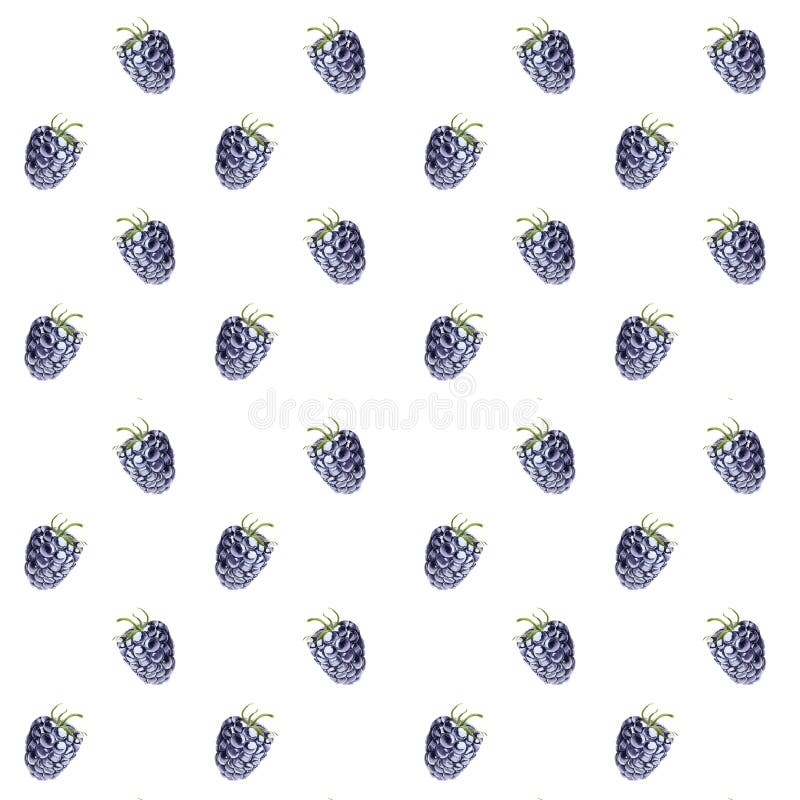 Blackberry Berries Seamless Watercolor Pattern on a White Background ...
