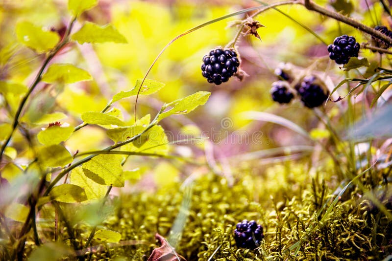 Blackberry, Black Forest Raspberry Stock Photo - Image of branch ...